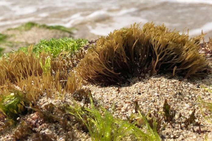 2022 Designated Year of the Limu - Ka Wai Ola