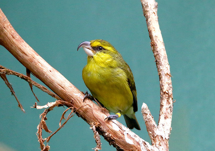 Kanawao me ka Hōʻailona - Ka Wai Ola