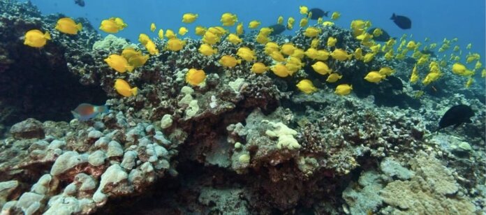 Exploiting Hawaiian Reef Fish - Ka Wai Ola